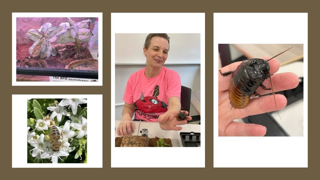 Insect biodiversity is vital for our food security, health and ...